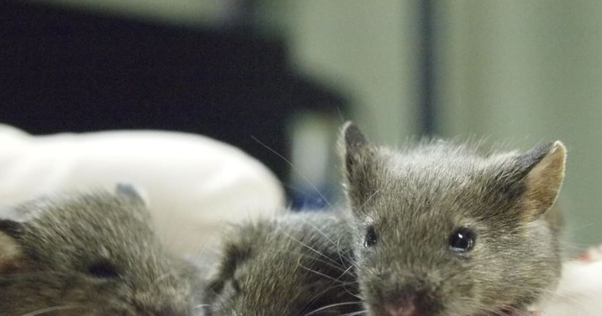 Mouse Cloning Study Reveals Grave Genetic Mutations Over Generations